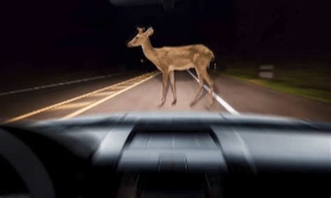 How To Avoid Hitting A Deer Landmark Insurance And Financial Group Inc