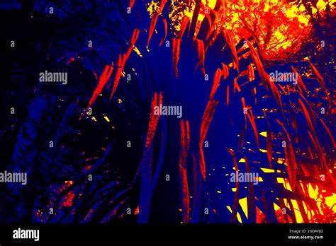 National Park Thermal Imager Used Mysterious And Frightening Jungle Forest In Tropics Stock