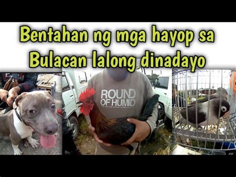 BENTAHAN NG MGA HAYOP SA BULACAN LALONG DINADAYO YouTube