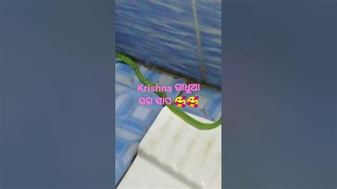 ଗାଧୁଆ ଘର ସାପ🥰🥰🥰🔥 Youtube