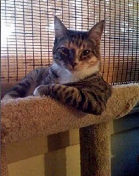 Ten Laid Back Cats Who Are Way More Relaxed Than You Are