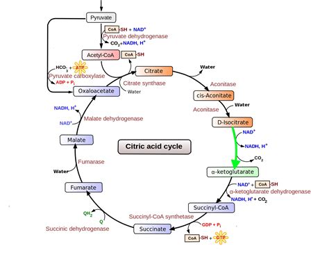 Isocitrate Dehydrogenase Nad Isocitrate Dehydrogenase