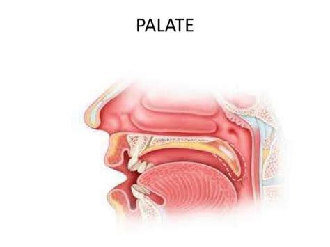 Seminar On Hardandsoft Palate Anatomy Pptx