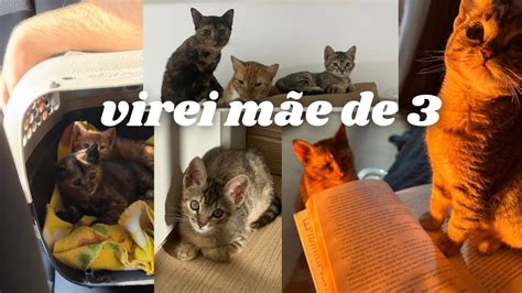COMO ADOTEI 3 GATINHAS Virei Pai De Pet YouTube