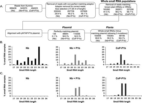 The Specific Binding To 21 Nt Double Stranded Rnas Is Crucial For The