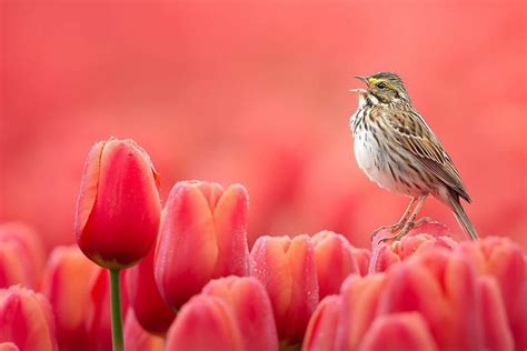 26 Stunning Examples Of Geometrical Symmetry Found In Nature