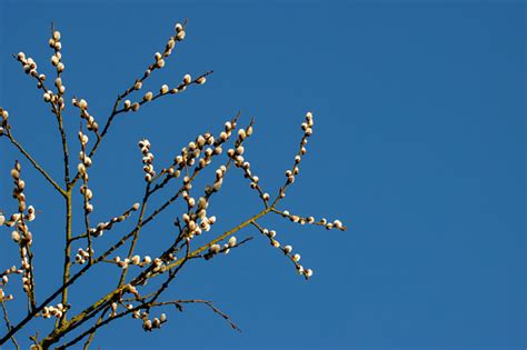 화창한 날에 푸른 하늘을 배경으로 나뭇가지 살릭스 카프레아의 아름다운 사진 0명에 대한 스톡 사진 및 기타 이미지 0명