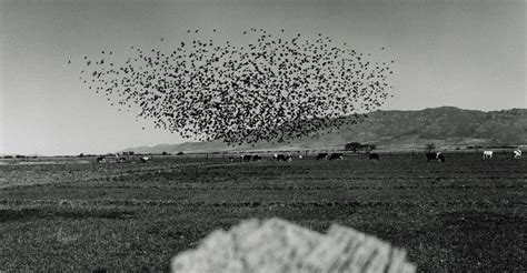 A Poem By Zbigniew Herbert Composition With Birds The Atlantic