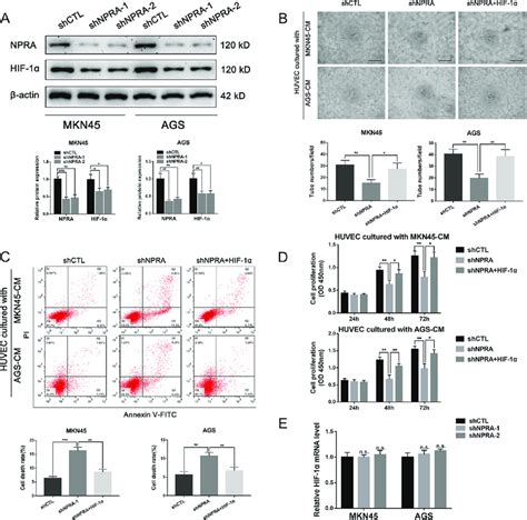 Npra Positively Regulated Hif 1α Expression Resulting In Angiogenesis