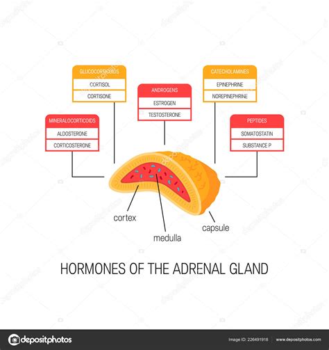 Hormones Of The Adrenal Gland Diagram Royalty Free Vector Porn Sex