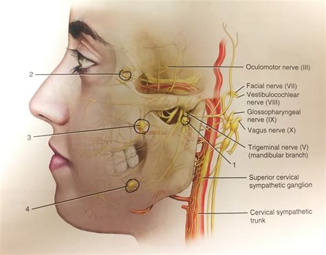 Parasympathetic Nerves And Ganglia Diagram Quizlet
