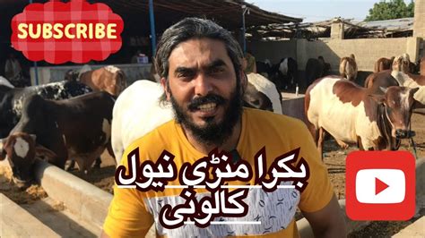 New Bakra Mandi Naval Colony Rates Update Youtube