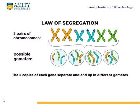 Mendelian Principles On Inheritance Ppt