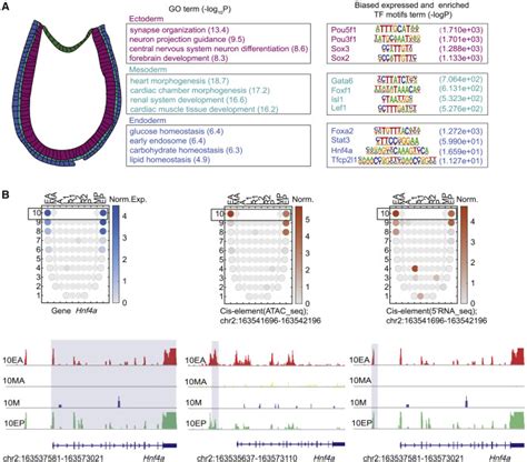 Single Cell Chromatin Accessibility And Transcriptome Atlas Of Mouse