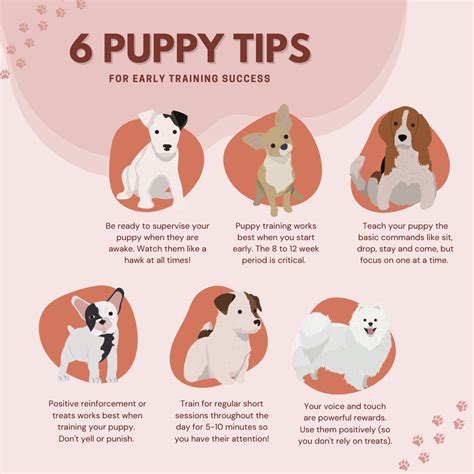 Effective House Training Tips For Your Puppy
