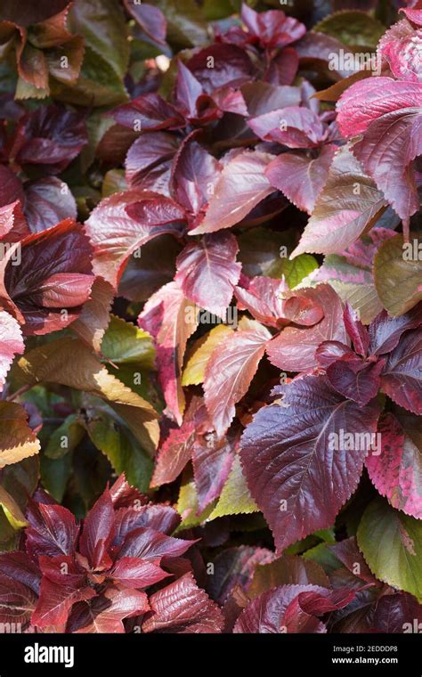 Acalypha Wilkesiana Java White Copper Plant Stock Photo Alamy