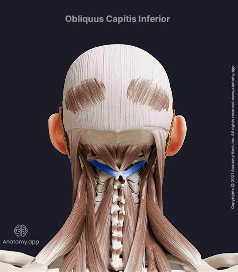 Obliquus Capitis Inferior Encyclopedia Anatomyapp Learn Anatomy