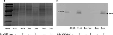 Proposed Model For The Involvement Of The Lon Protease In The Dna