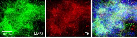 Ipsc Derived Neural Cells Acrobiosystems