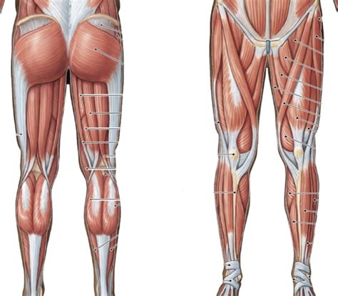 Gross Muscle Anatomy Of The Legs Diagram Quizlet