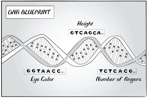 Rna Structure Animation