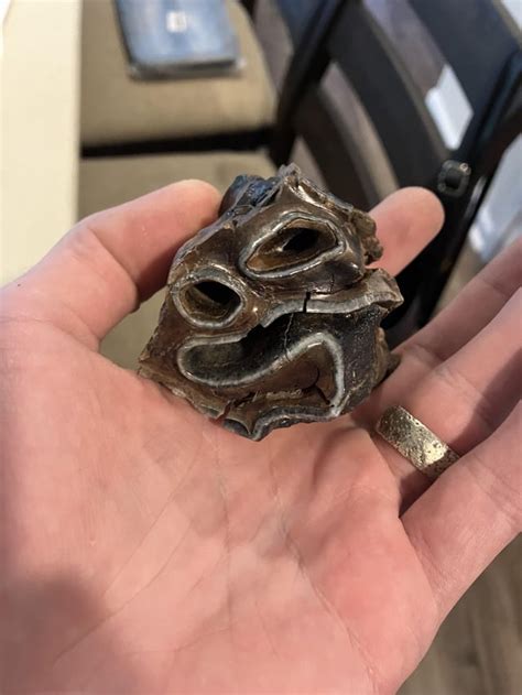 Woolly Rhino Tooth Fossil Around 15 000 Years Old R Fossils