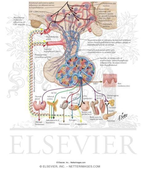 Control Of Secretions Of The Adenohypophysis