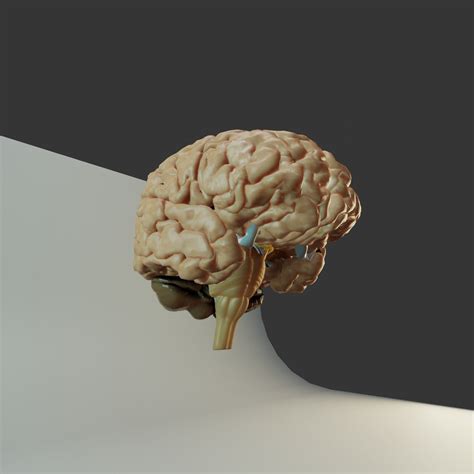 Brain Model Human Free 3d Model Cgtrader