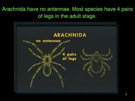 Ppt Ticks Belong To The Class Arachnida They Are Arthropods Related