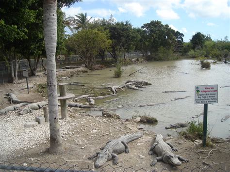 Fileeverglades Alligator Farm Denizens2 Wikipedia
