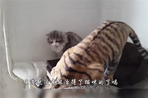高冷猫咪遇上猴子，简直要把猫折腾疯了，猴子还真是不消停！猴子猫咪高冷