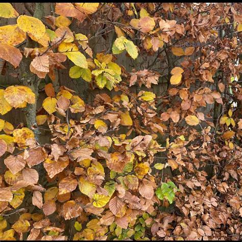 Fagus Sylvatica 60 90cm Bare Root Hedging Garden Scene Jersey