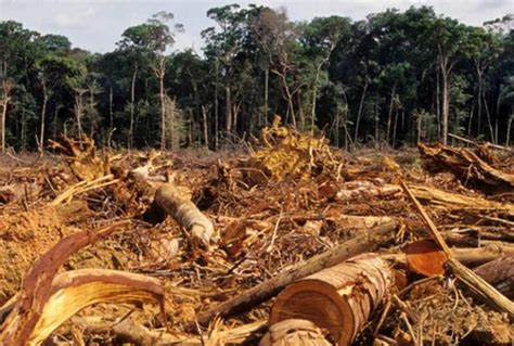 Tres Pa Ses De Am Rica Latina Entre Los Que M S Rboles Talan El Eco