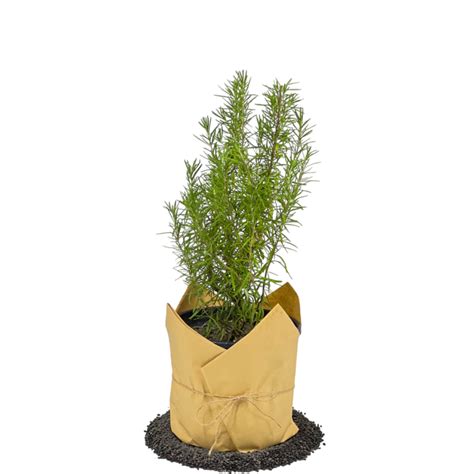 Ficus Benjamina 200cm فيكس بنجامينا Al Swany Make Space For Nature