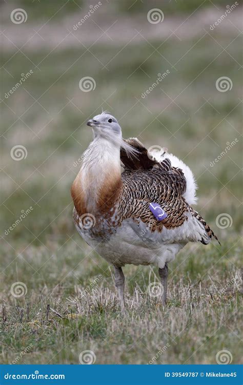 Great Bustard Otis Tarda Stock Image Image Of Large 39549787