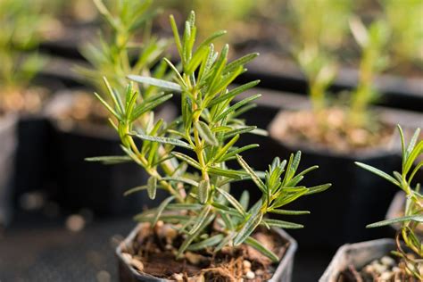 How To Grow Rosemary Plant Plus Vastu And Health Benefits