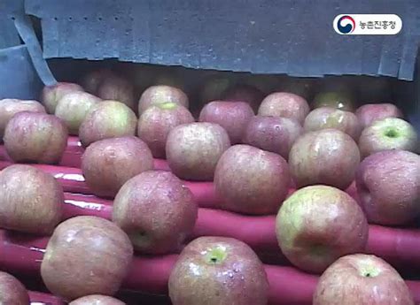 땅속에서 열리는 과일 야콘 농사로