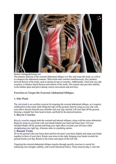 External Abdominal Oblique Anatomy Function And Exercises The Lifesciences Magazine Pdf