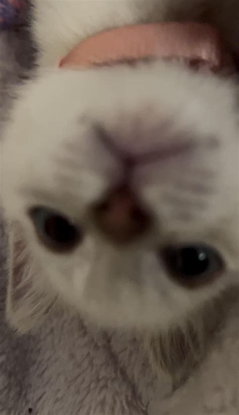 Kitty Dump Rkitten