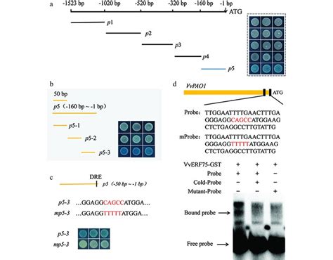 Electromobility Shift And Yeast One Hybrid Assays Showing The Binding