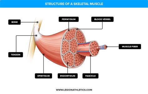 Hypertrophy Training Best Workout Program For Hypertrophy Legion