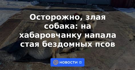 Осторожно, злая собака: на хабаровчанку напала стая бездомных псов ...