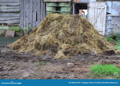 Cow Shit On Pasture Processing Of Excrement Into Fertilizer Royalty