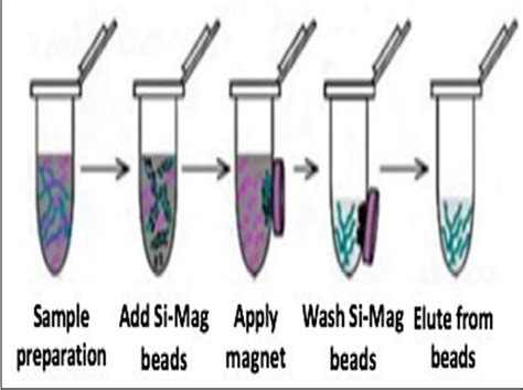 Dna Purification
