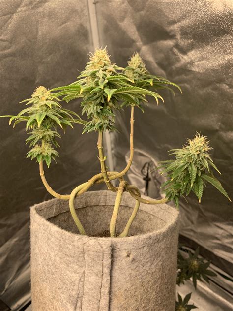 Isolated Branch V Narrower Focus With Sex Reversal Underway R BudScience