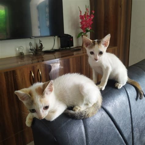 Abaan Khanoffecial Youtube