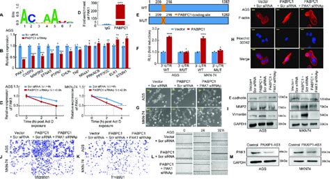 Pabpc1 Promotes Gc Metastasis By Enhancing Pak1 Mrna Stability A