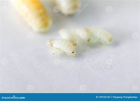 Isopoda Class Crustacea Isopods Live In The Sea In Fresh Water