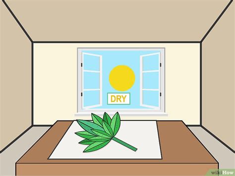 Cómo propagar los esquejes de plantas suculentas