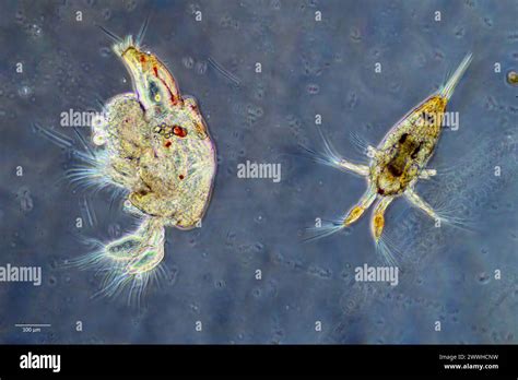 Copepod Nauplius Larva Sampled From Surface Water South Western Norway